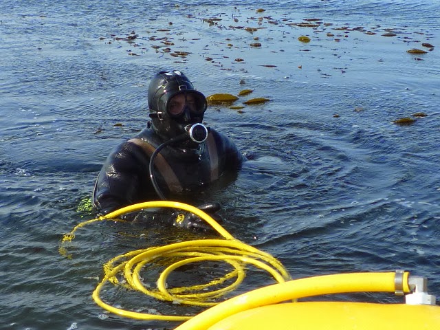 Island farming in the Falkland Islands: Diving Buddy