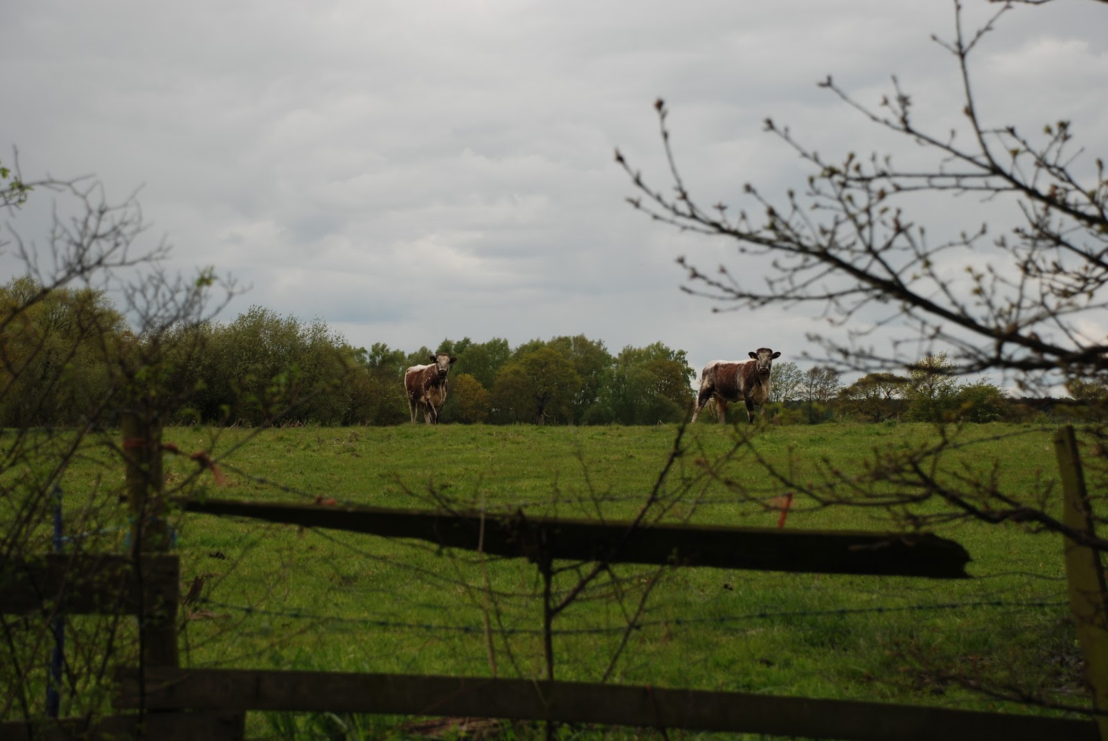 York Walks: Wheldrake