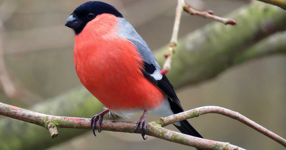 AvesMundi: EL PÁJARO MÁS BELLO