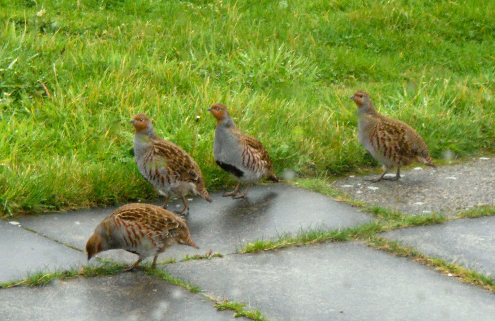 Crow's Feet: Partridges Passing Through