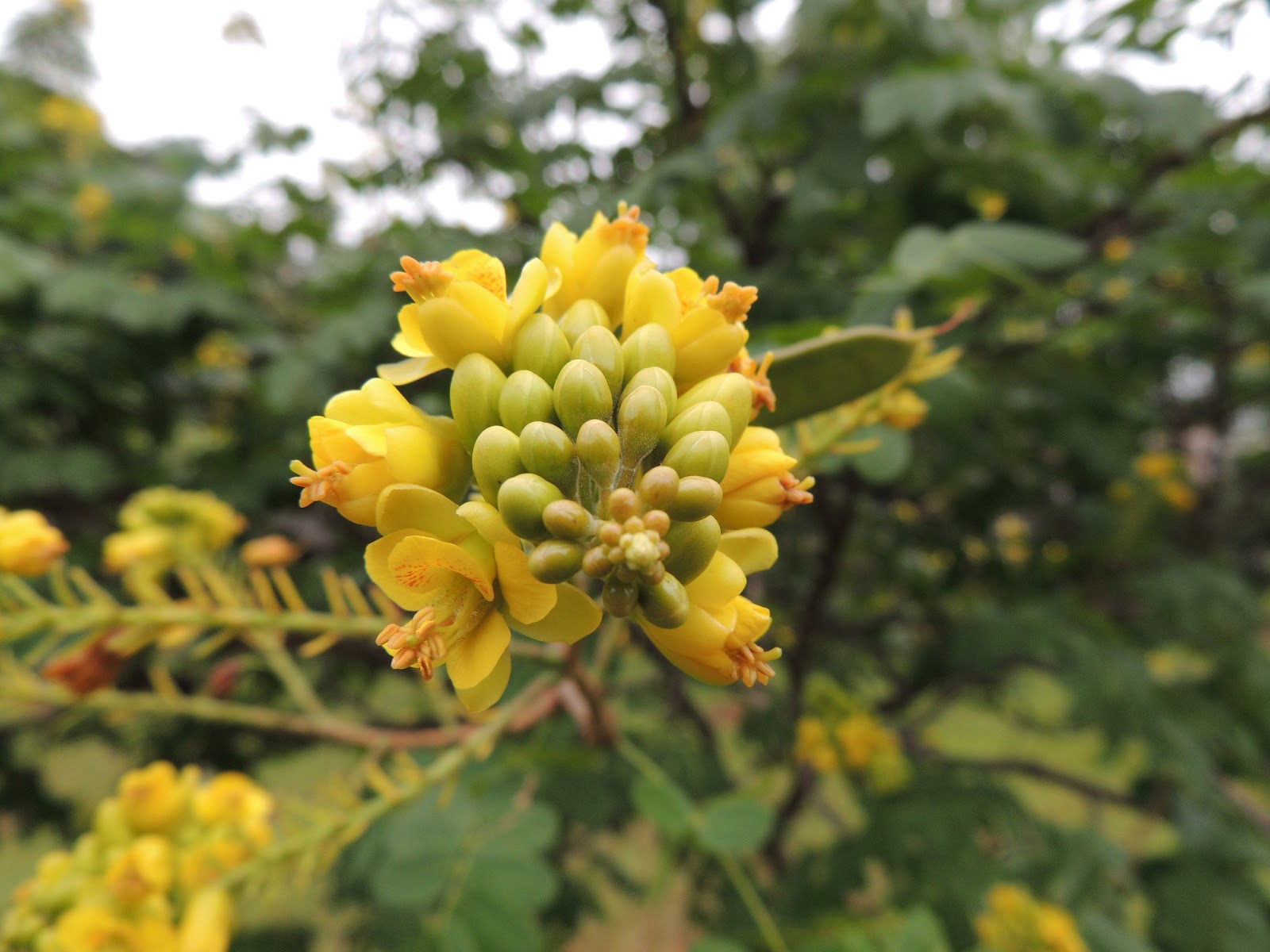 Fabaceae - Leguminosae: Libidibia ferrea (Mart.) L.P.Queiroz