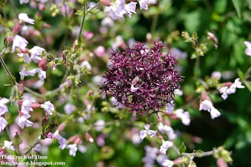 Brooklyn Botanic Garden - Rose Garden | The Track of Time