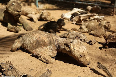 Heart breaking photos of Animals starved to death and left to mummify ...