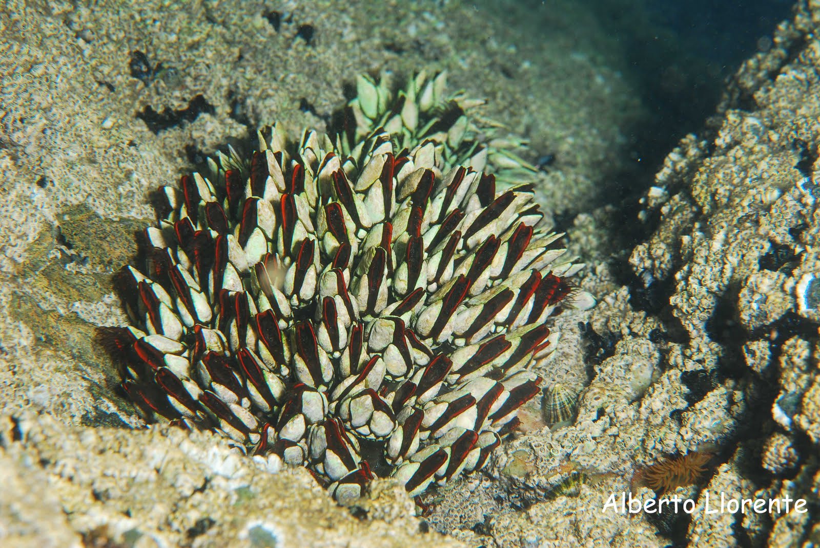 Alberto y otros peces: PERCEBE-Pollicipes Pollicipes