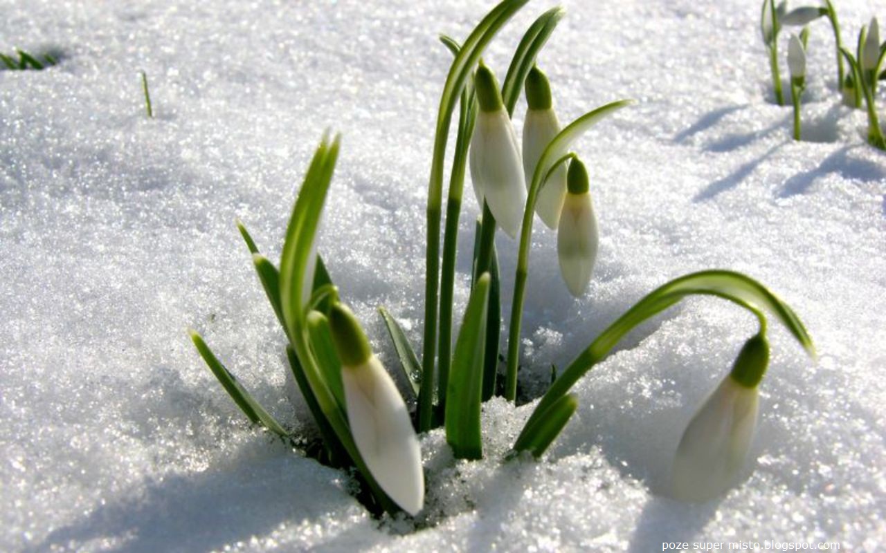 Primele Semne de Primavara | Poze Super Misto