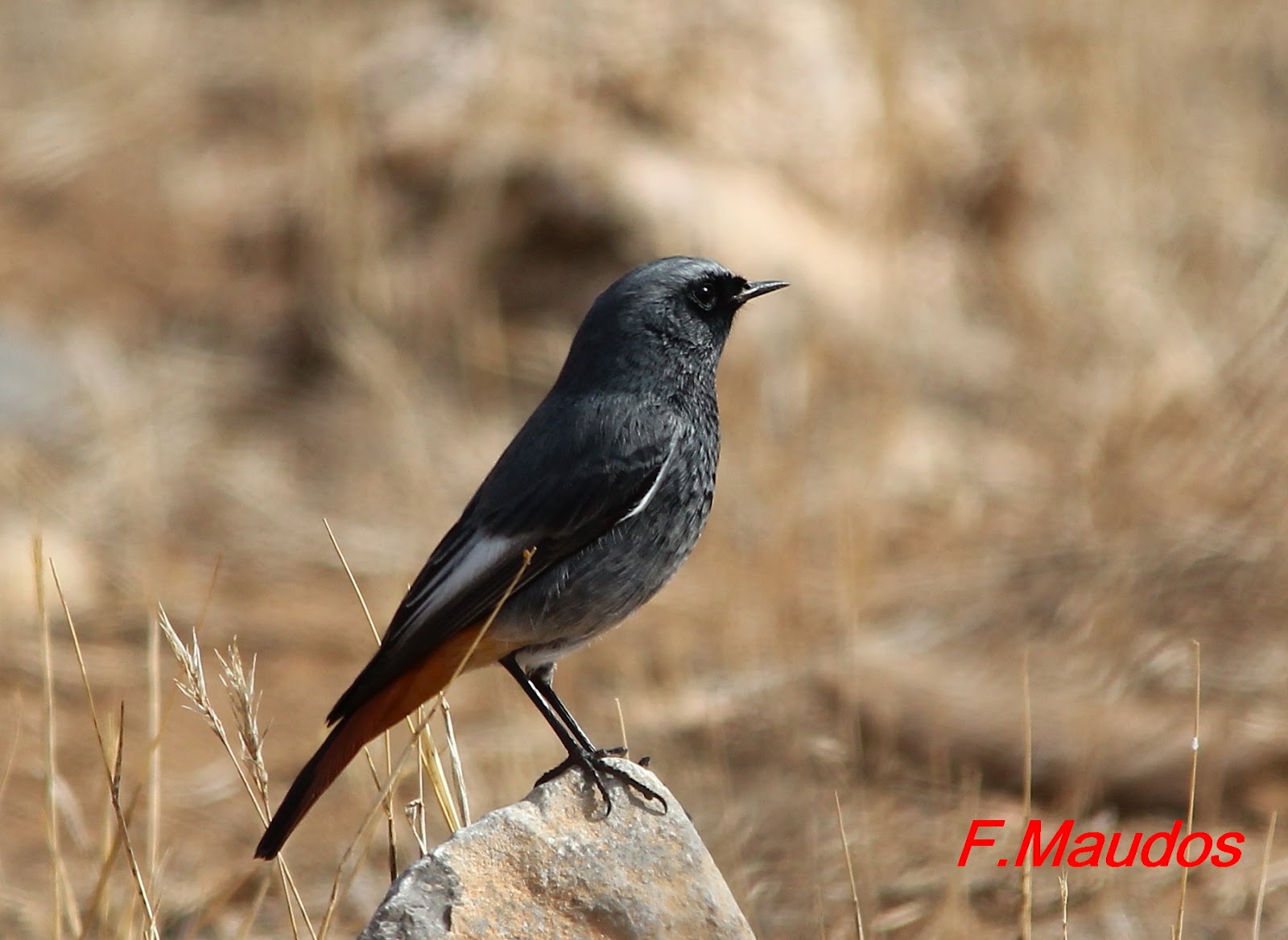 Foto Perales: Colirrojo Tizón