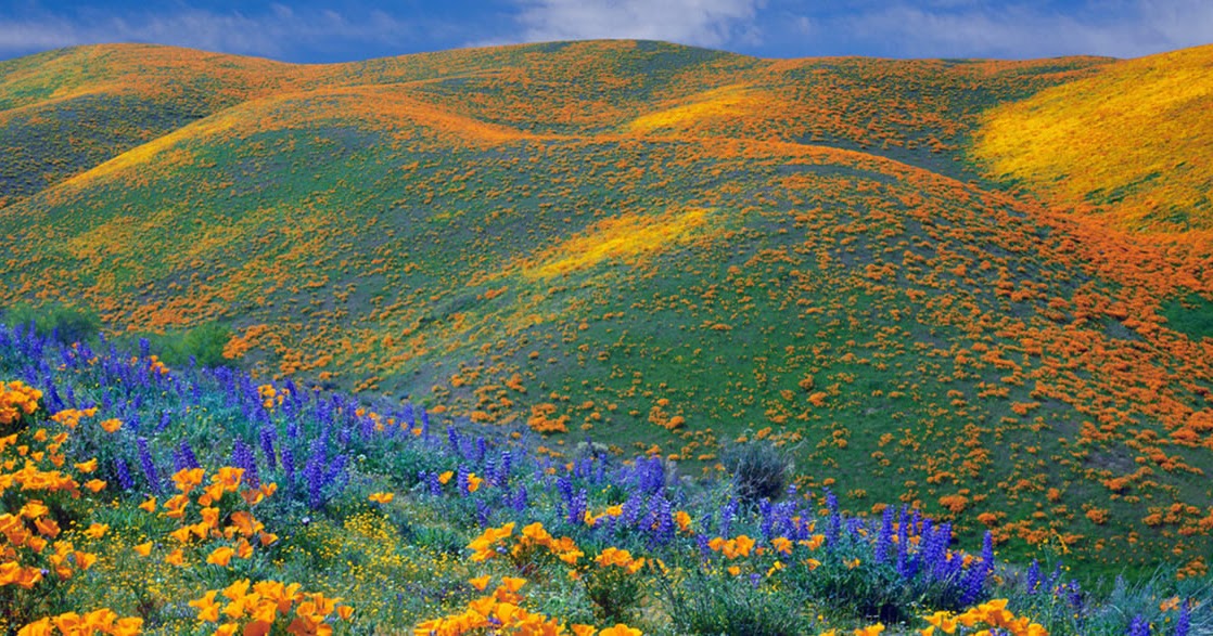 Kitulo National Park ("The Garden of God") | Tanzania Tourism