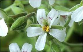 Alat Kelamin Bunga ~ Kenali Alam