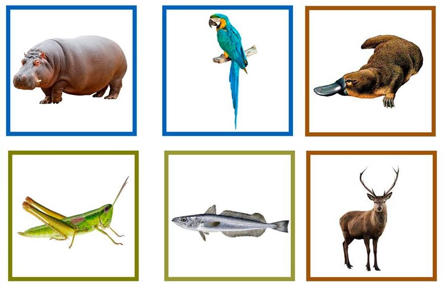 Tarjetas de animales.