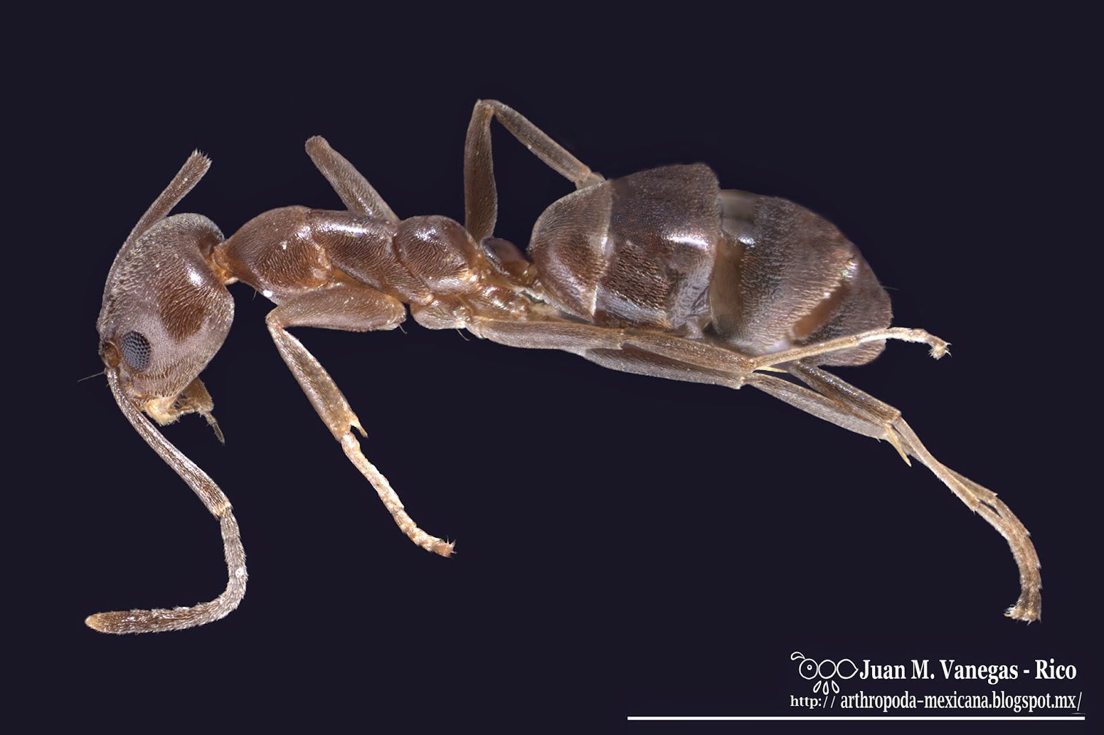 ARTHROPODA MEXICANA: Linepithema humile "hormiga argentina"