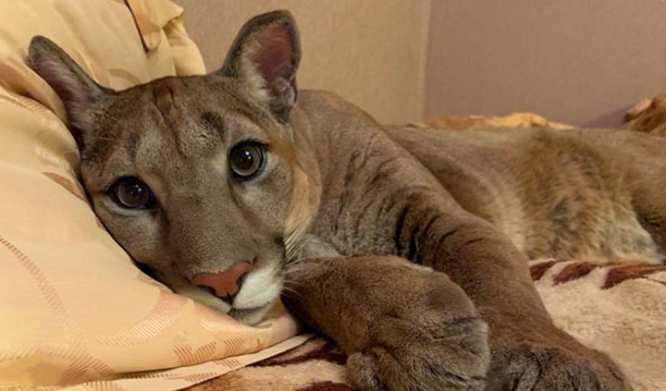 Buena Vida: Esta pareja rescata a un puma del zoo y ahora tienen un ...