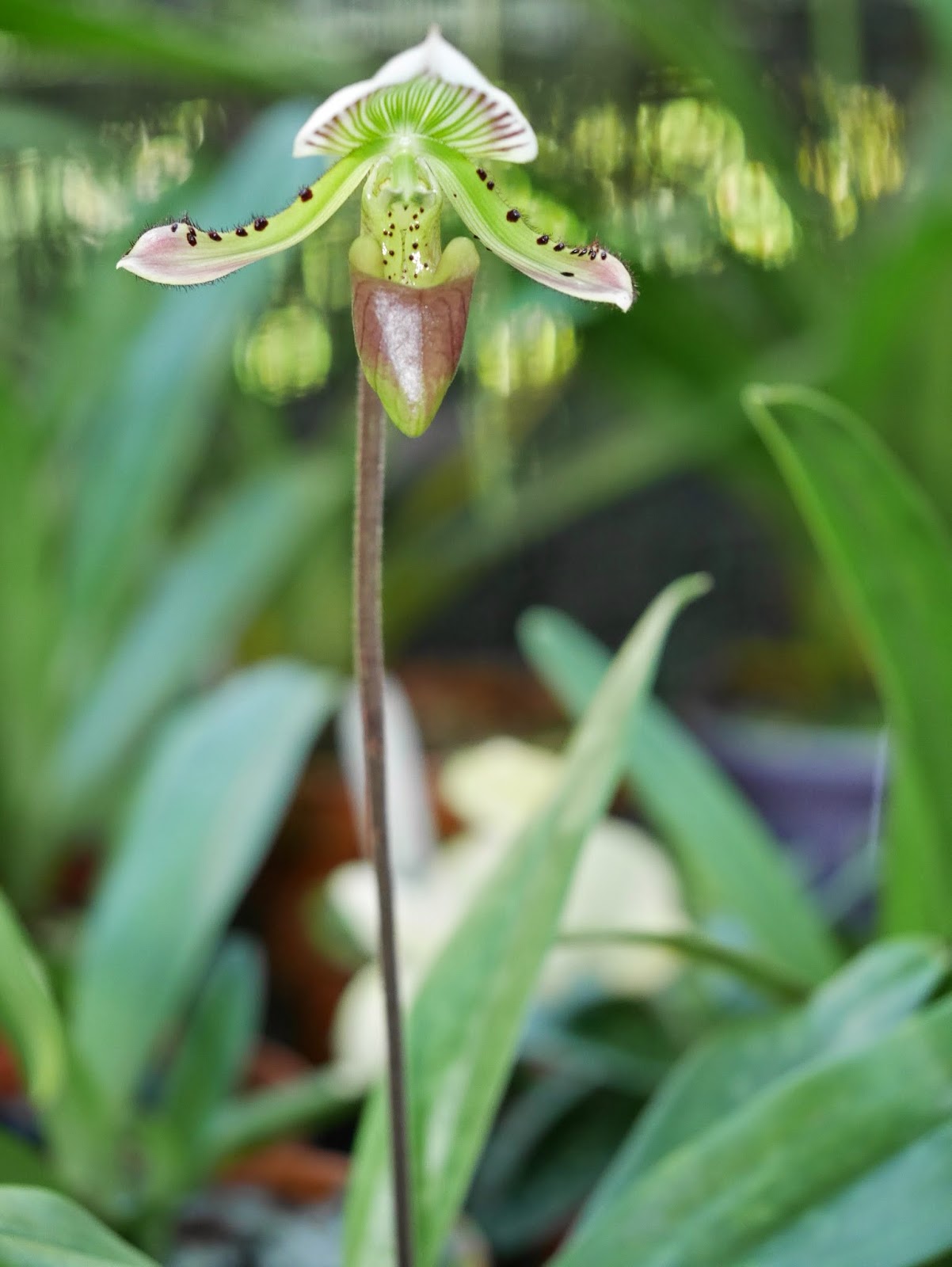 Joe's Paphs and Orchid Blog: Paphiopedilum callosum