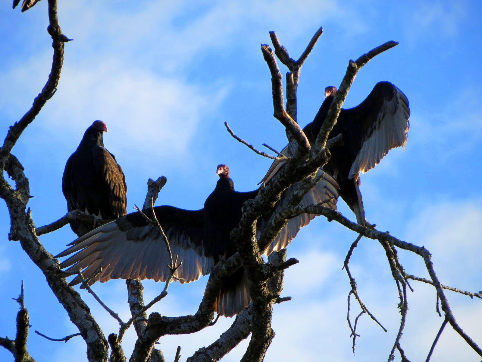 katescabinbirdsanctuaryintexas: TURKEY BUZZARD HANGOUT FOR THANKSGIVING ...