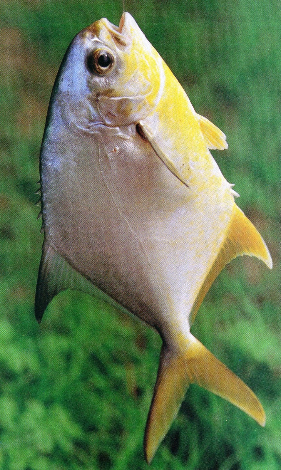 Revista Aruanã Lazer e Esporte no Meio Ambiente: DICA: É ÉPOCA DE PAMPO