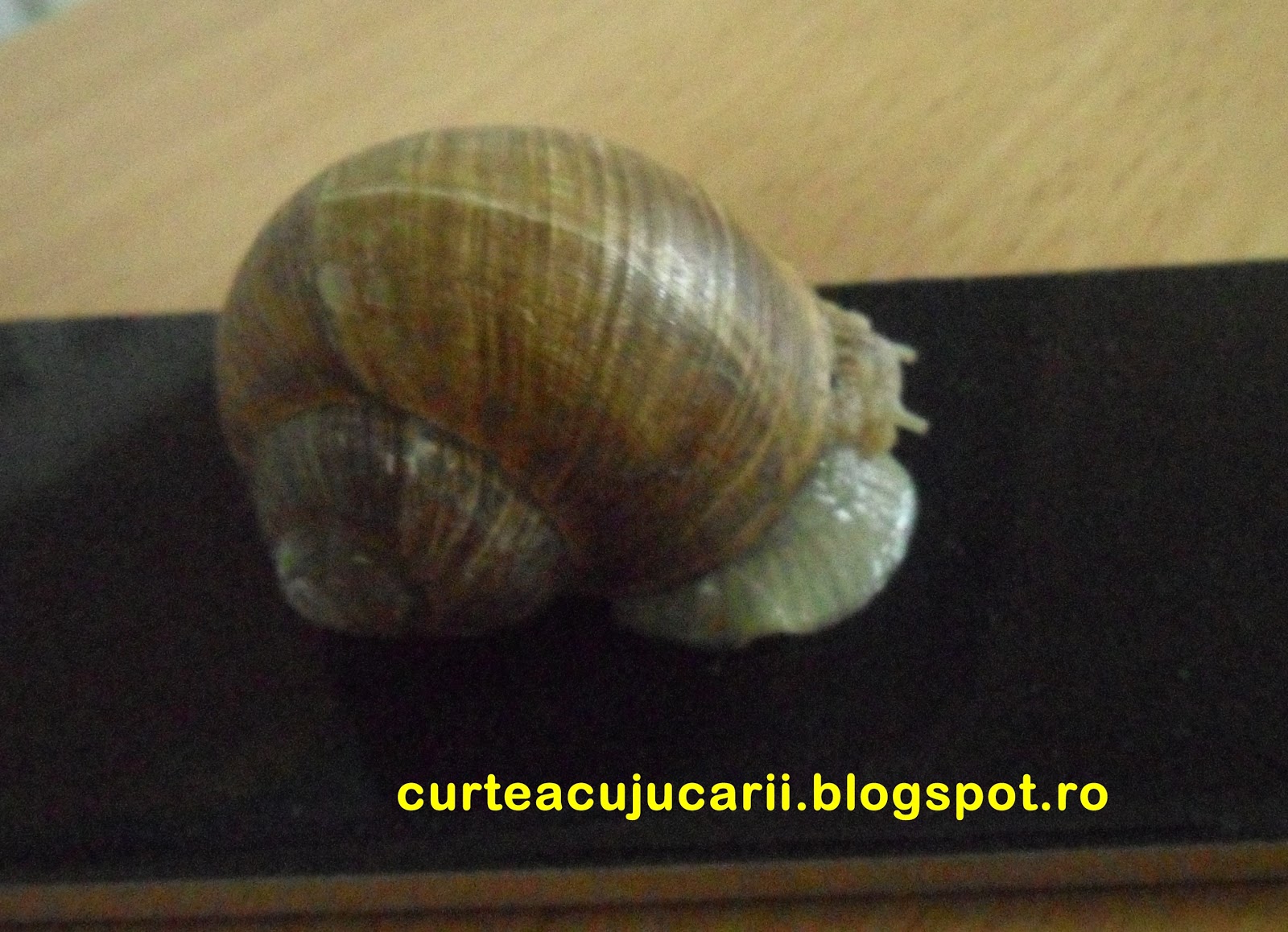 Curtea cu jucării: Melc, melc codobelc