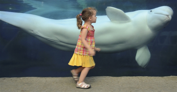 White Wolf : Beluga whale appears to swallow girl (PHOTOS)