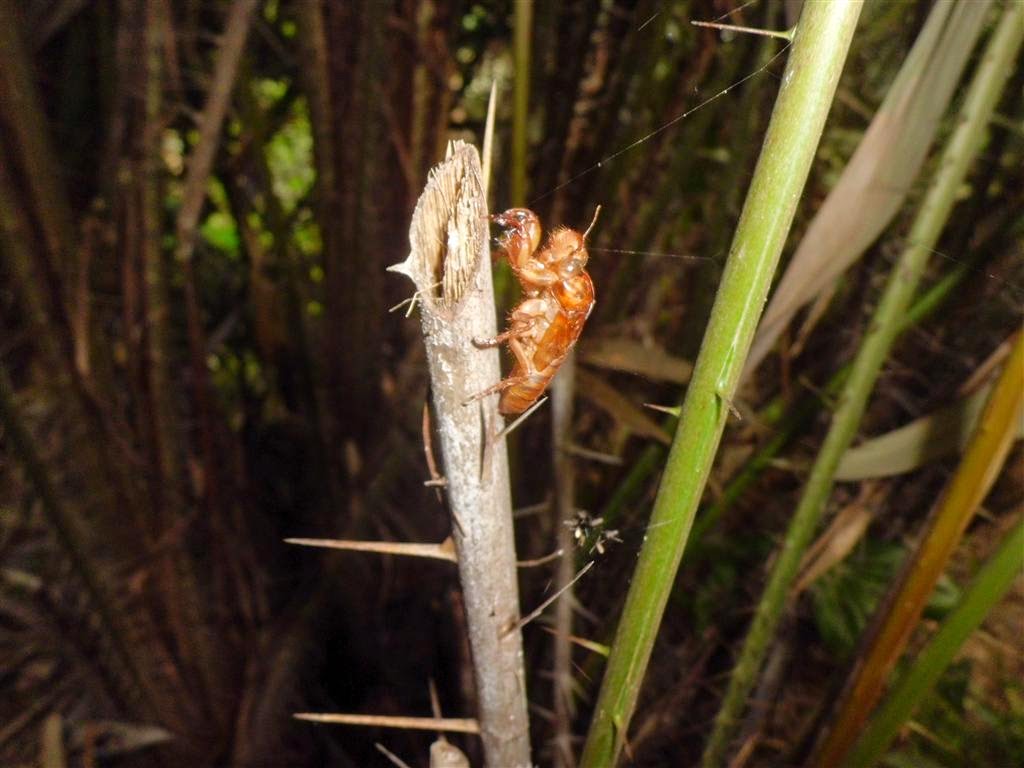 Hewan Hama di Kebun Salak | Salak pondoh