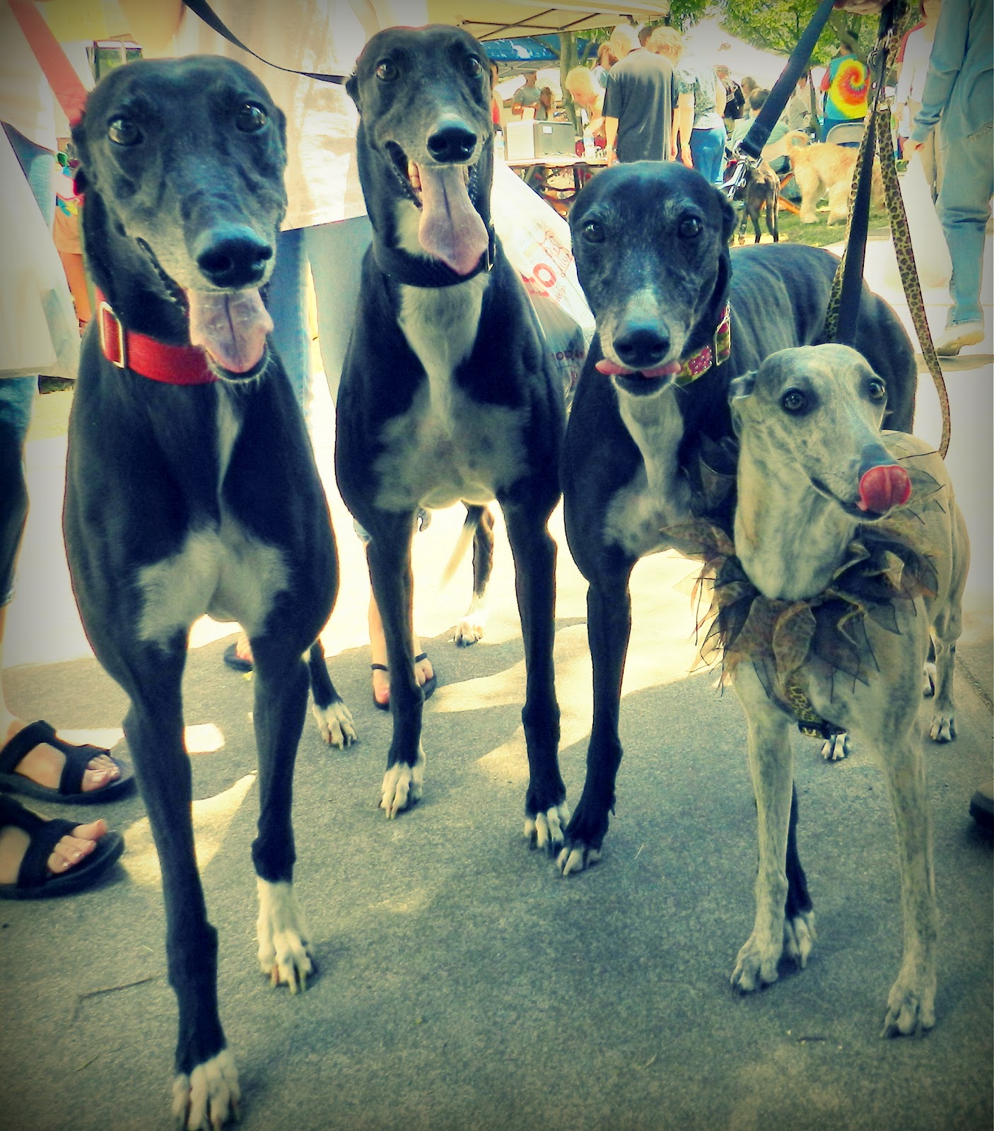 The World According To Lexi: Saturday Pet Blogger Hop - Woofstock 2012