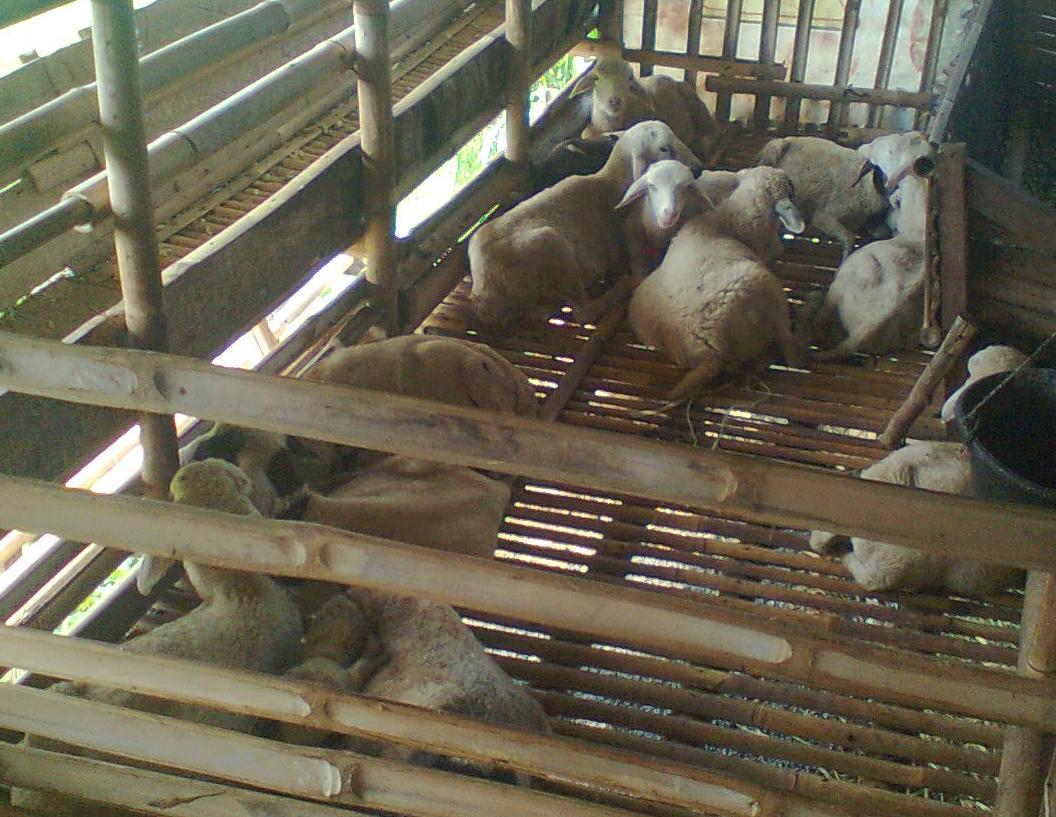 DUNIAKU DIMANAKAH..?: TERNAK KAMBING KACANG(Domba gembel)