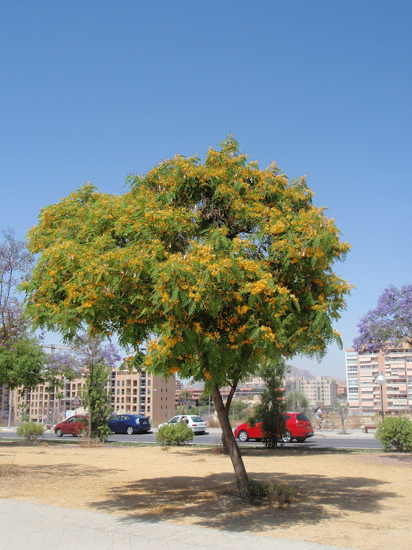 HERBARIO VIRTUAL DE BANYERES DE MARIOLA Y ALICANTE: Tipuana tipu ...