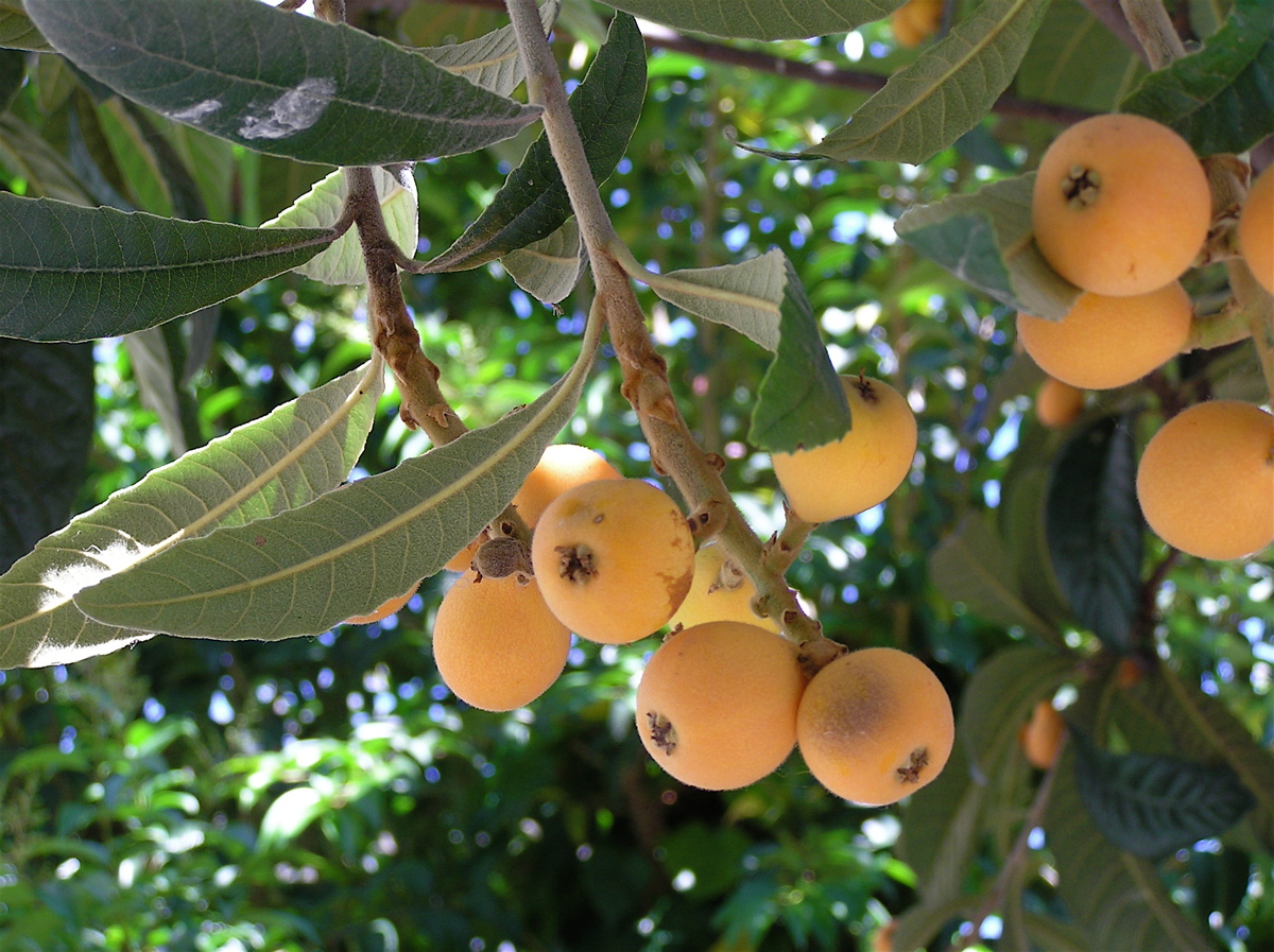 Arbres Fruiters: Nesprer