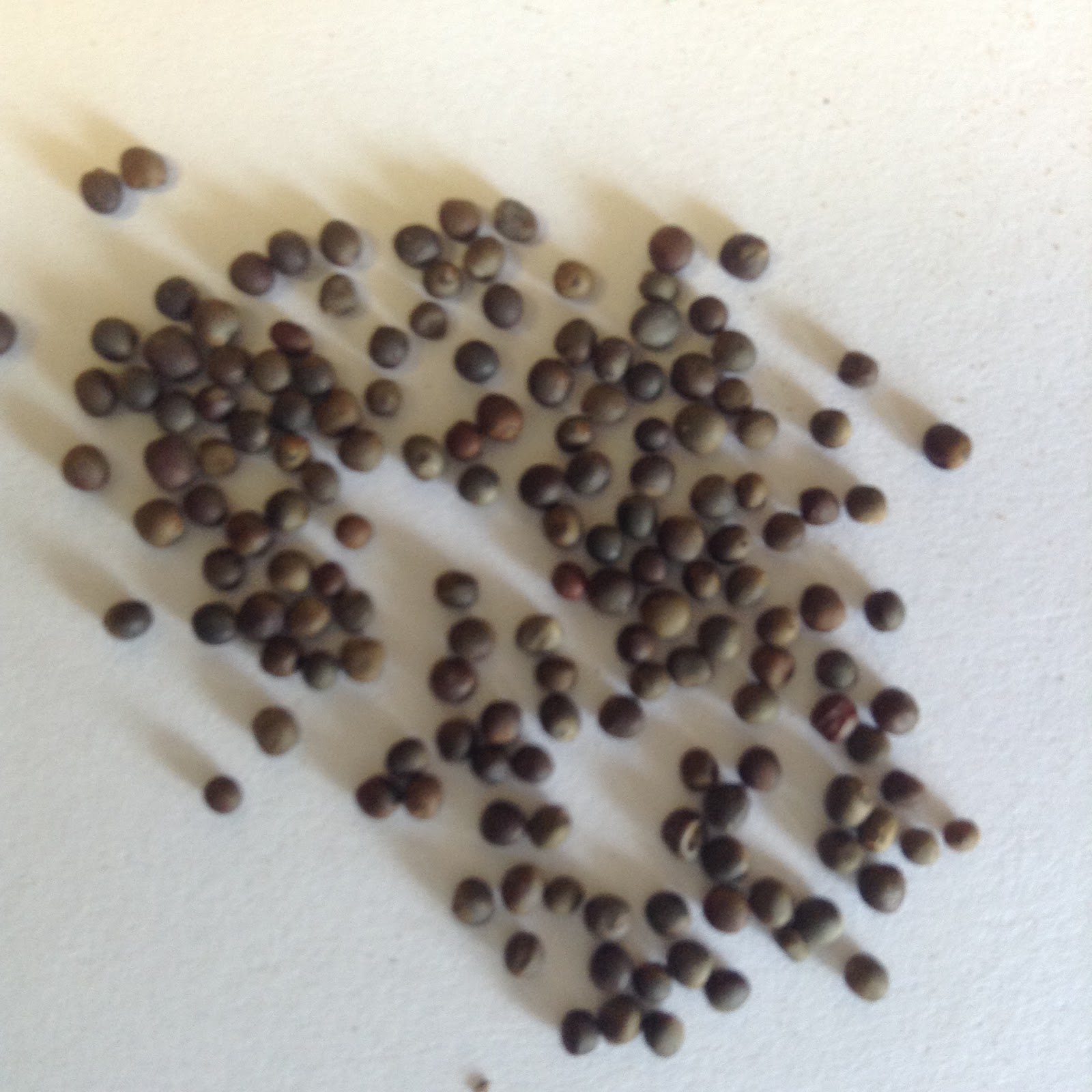 El huerto todo el año: REPOLLO