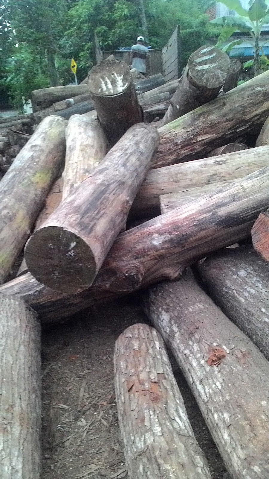 HJD Kayu Damar - DUTA RIMBA INDONESIA