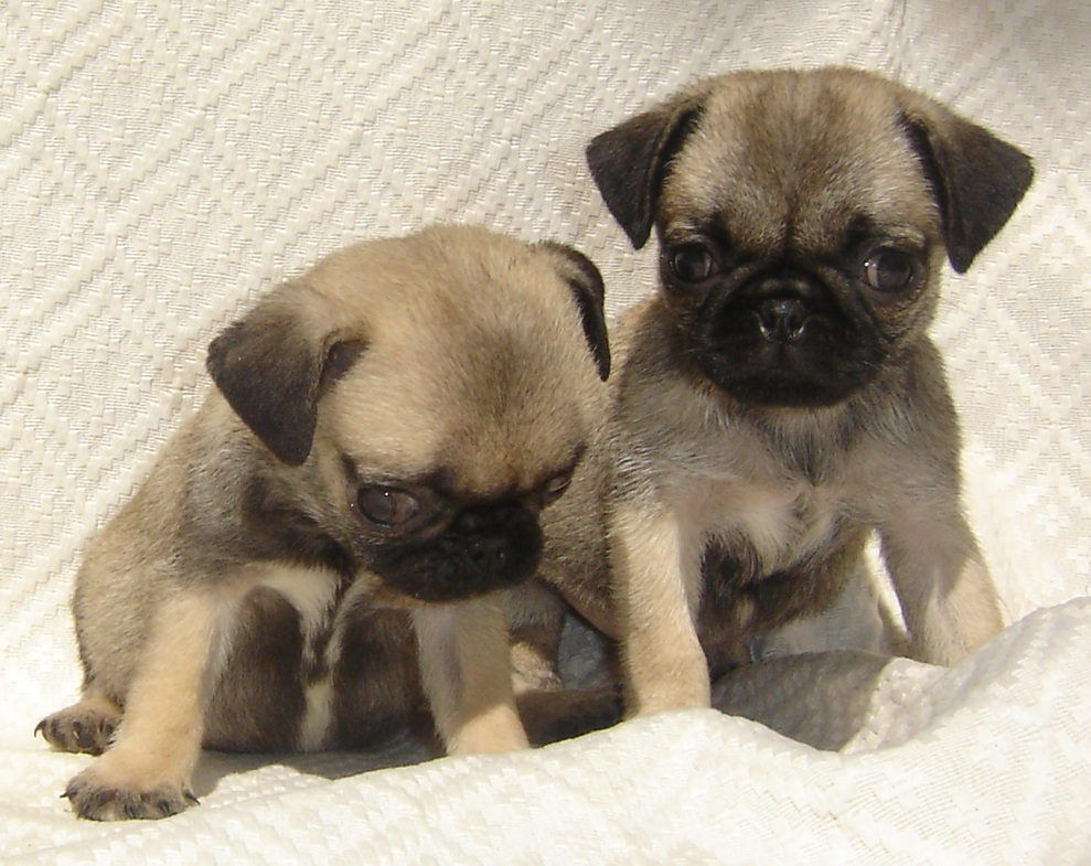 Ale-Ale Kennel - Pug: Cachorros PUG