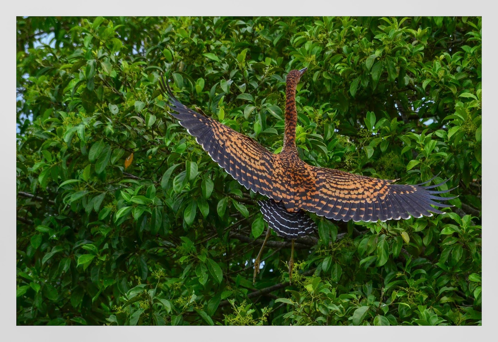 Aviturismo en el Meta abre sus alas - Agenda Hoy