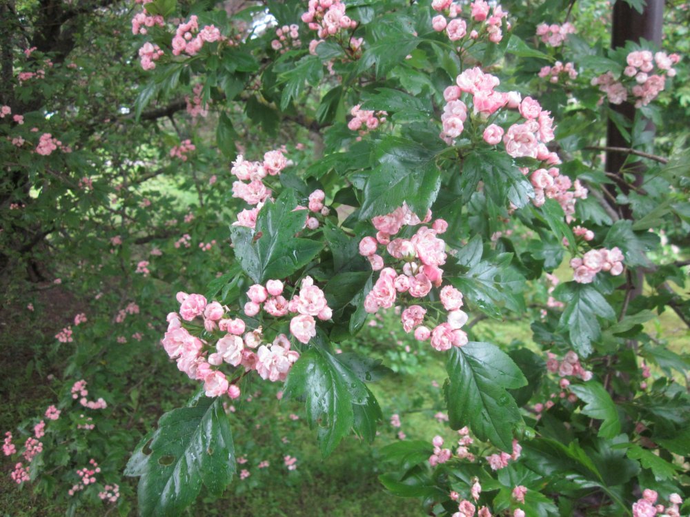 Kolmenimemees: Päevaraamat 1.-20. juuni