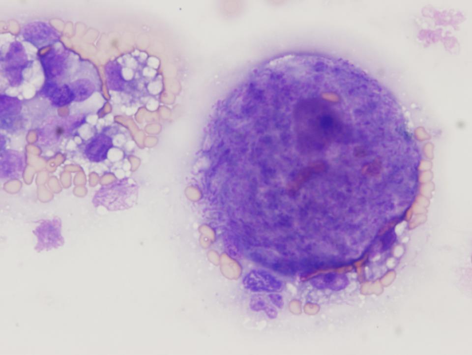 VETERINARY HEMATOLOGY DEXTERVET: holy schizont batman a cytauxzoon ...