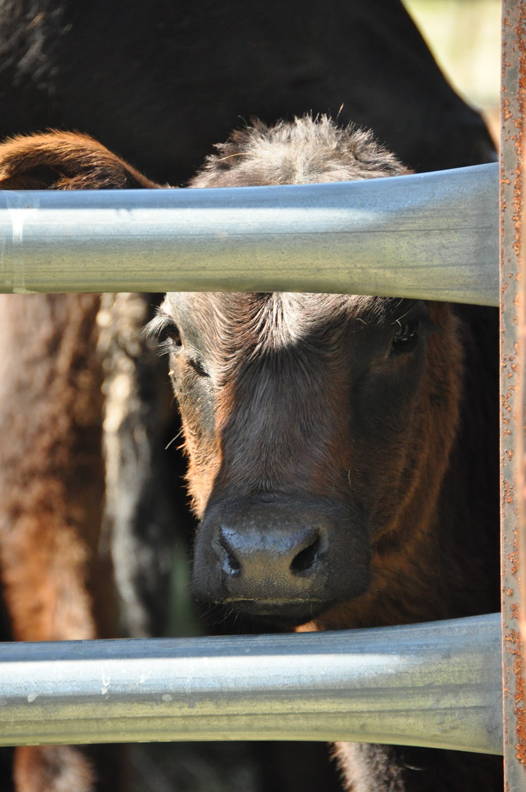 Imagery from Life: Calf Marking
