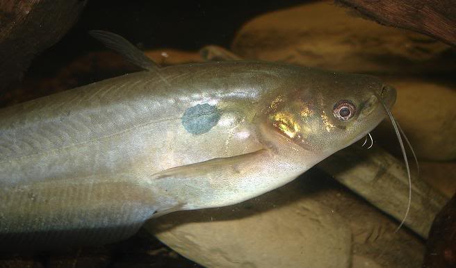Ompok bimaculatus - Butter catfish- Walapoththa | FRESHWATER FISHES OF ...