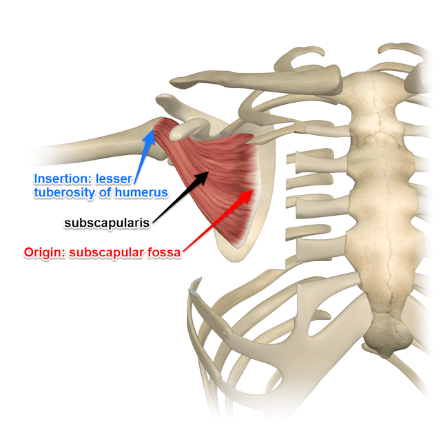 Subscapularis muscle - Medically
