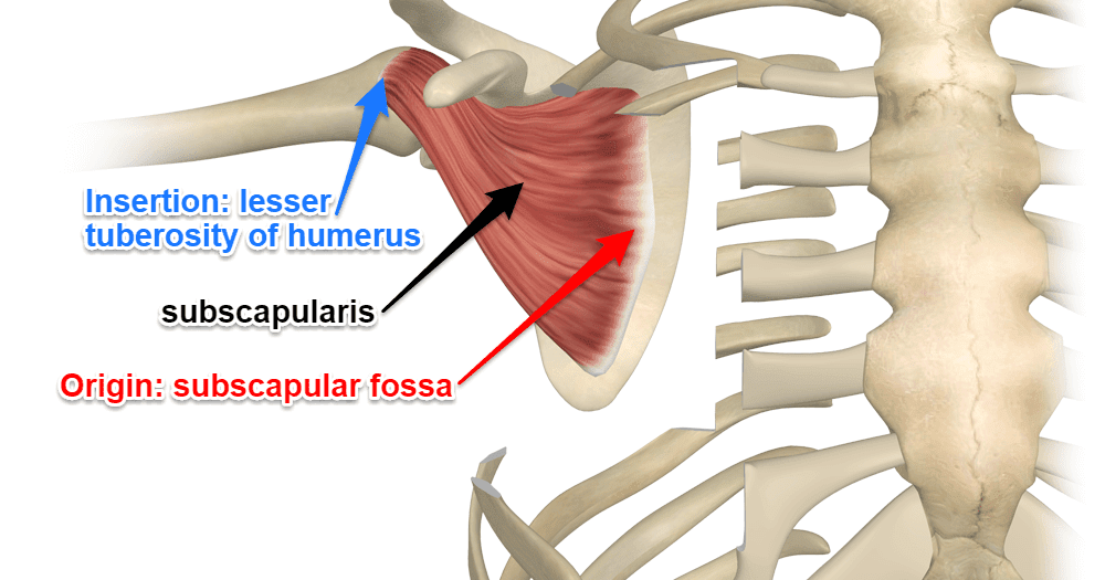 Subscapularis muscle - Medically
