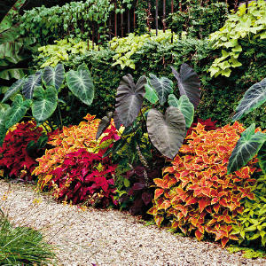 Coleus Arco-Íris Sortido