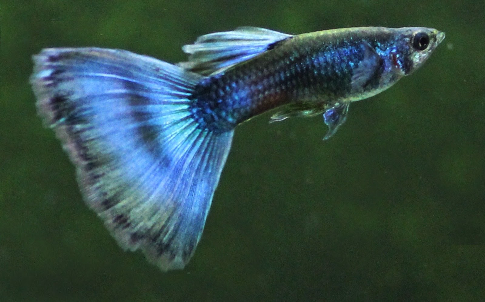 Fish Keeping Tips: High Breed Guppies