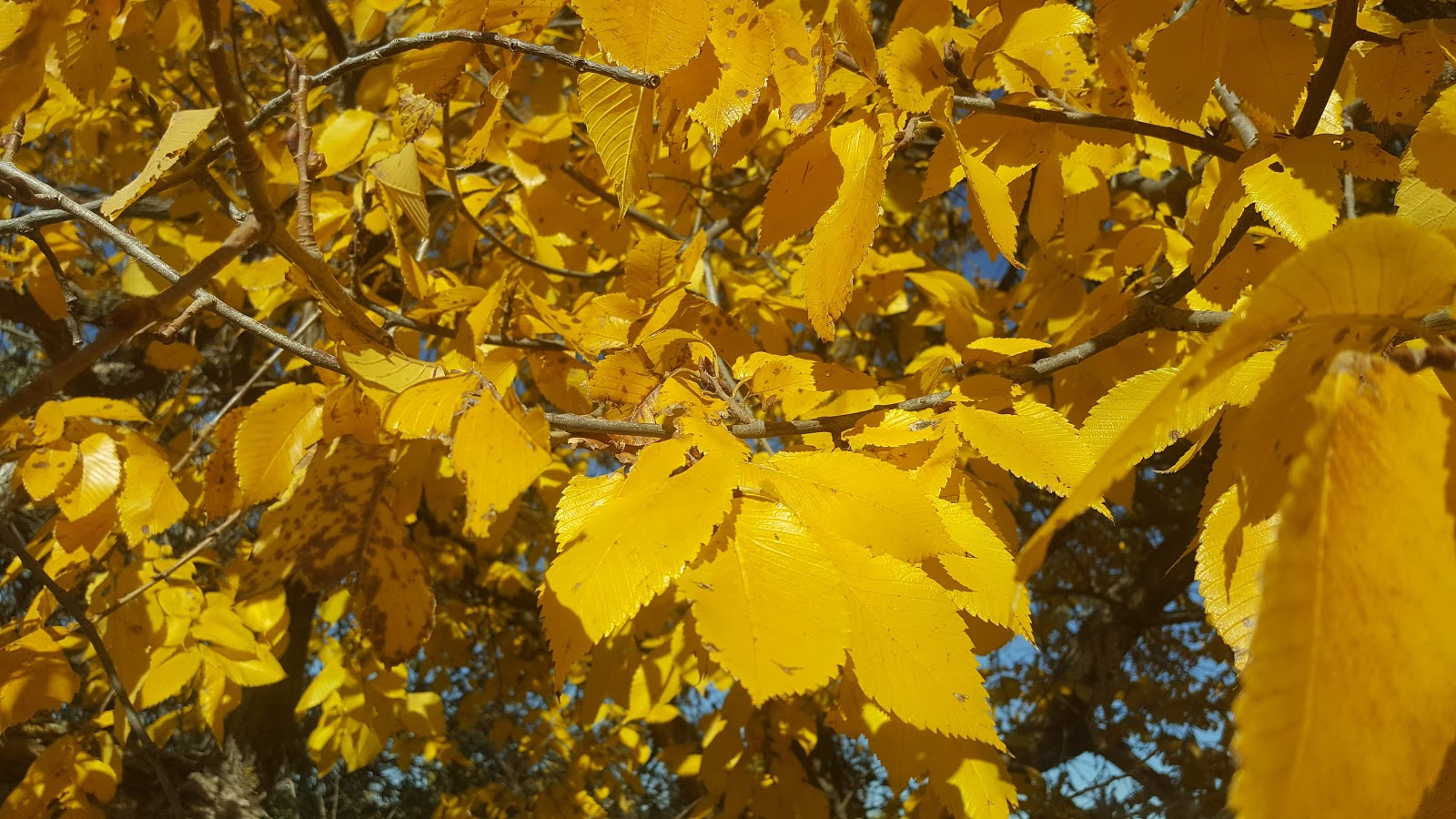 Autumn Elm