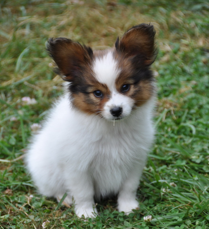 Road's End Papillons : Road's End Papillon Puppies