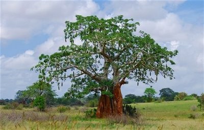 EMOÇÕES : O Embodeiro