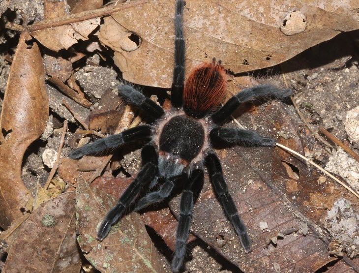 Tarantula | The Biggest Animals Kingdom