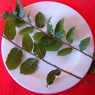 Amigos de los Arboles del Parque del Este: E38 PALO AMARILLO