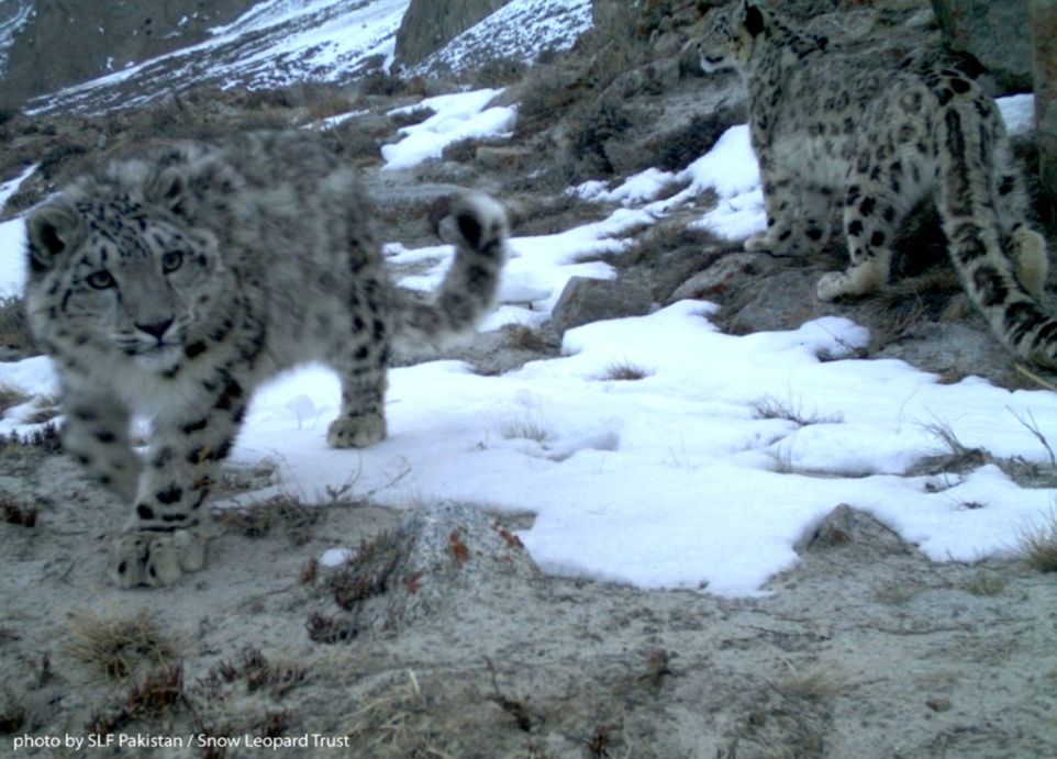 Dead Snow Leopard Pictures Wallpaper | Wallpapers Gallery