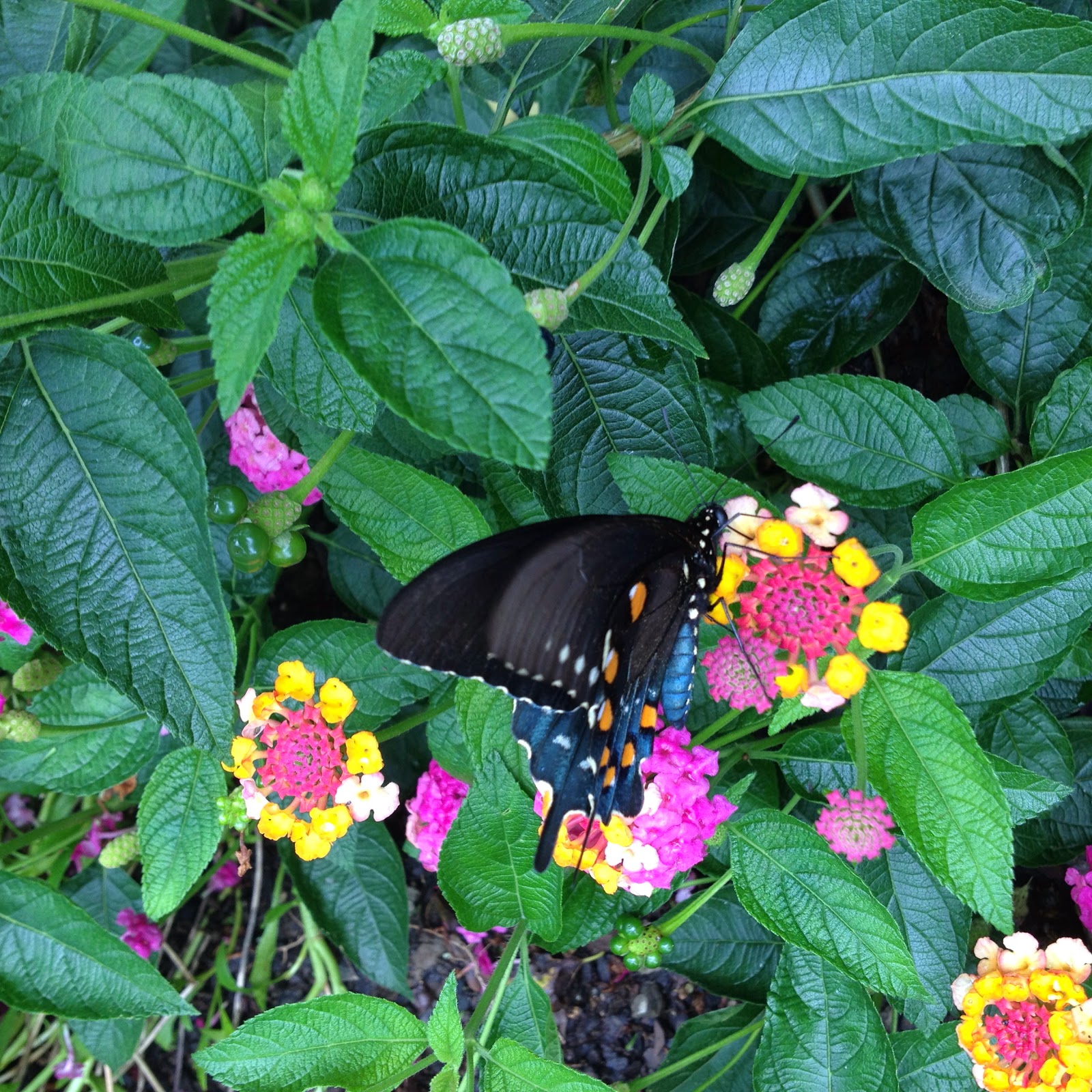 LifeLookLens: August Flowers & Flutterflies