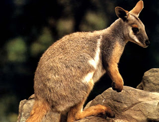 Wallaby