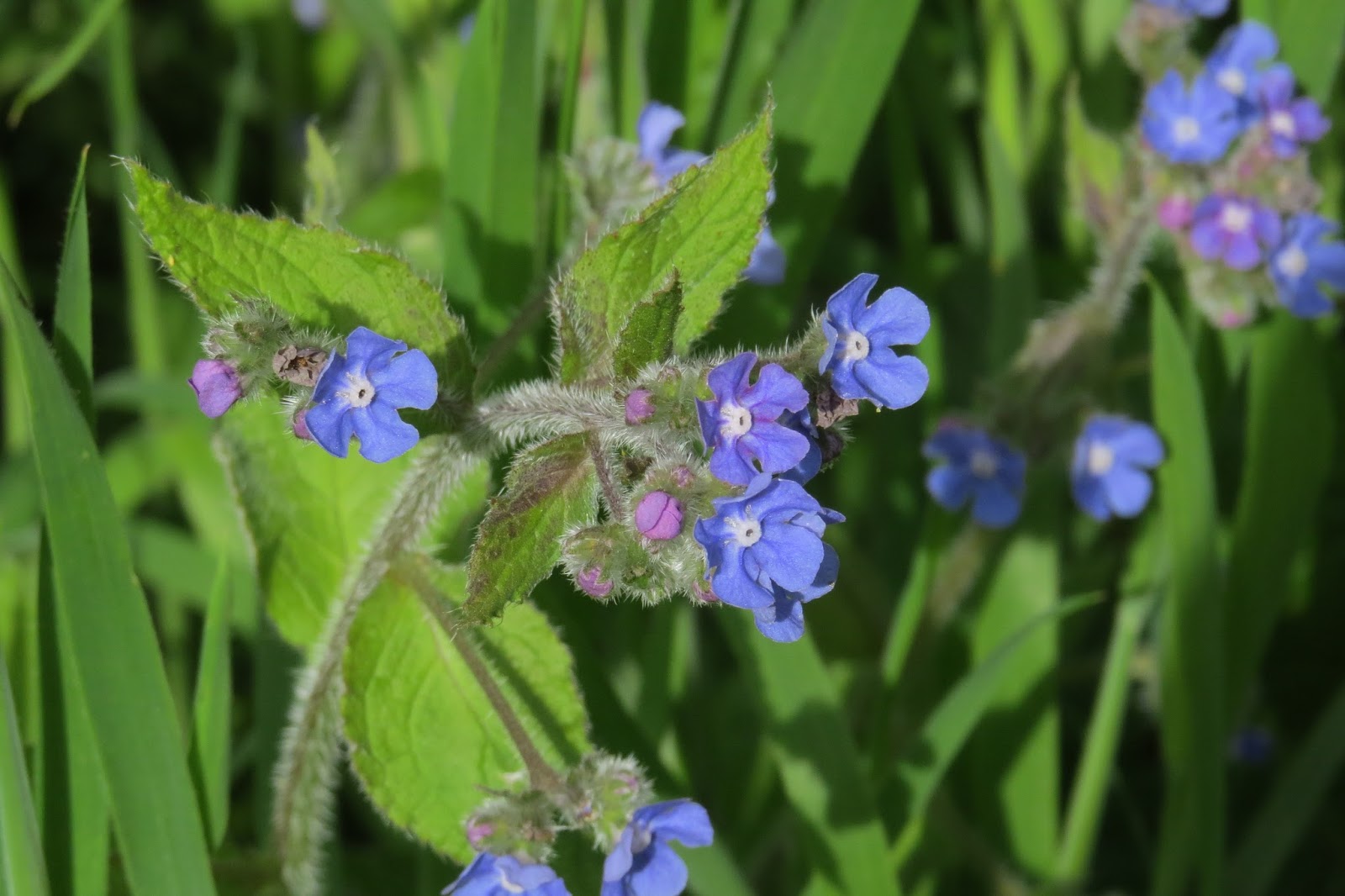 Ragged Robin's Nature Notes: A Bee Talk and Walk led by Steven Falk at ...