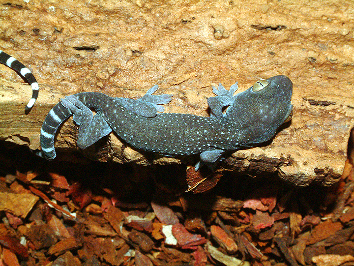 Buying Tokay Gecko: Bumibili ng Tokay Gecko (PHILIPPINE TUKO) 4 Pets ...