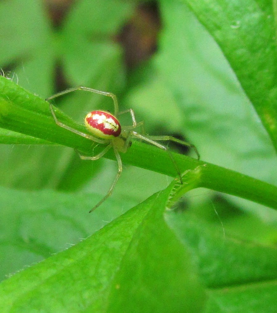 White Spider With Red Stripes