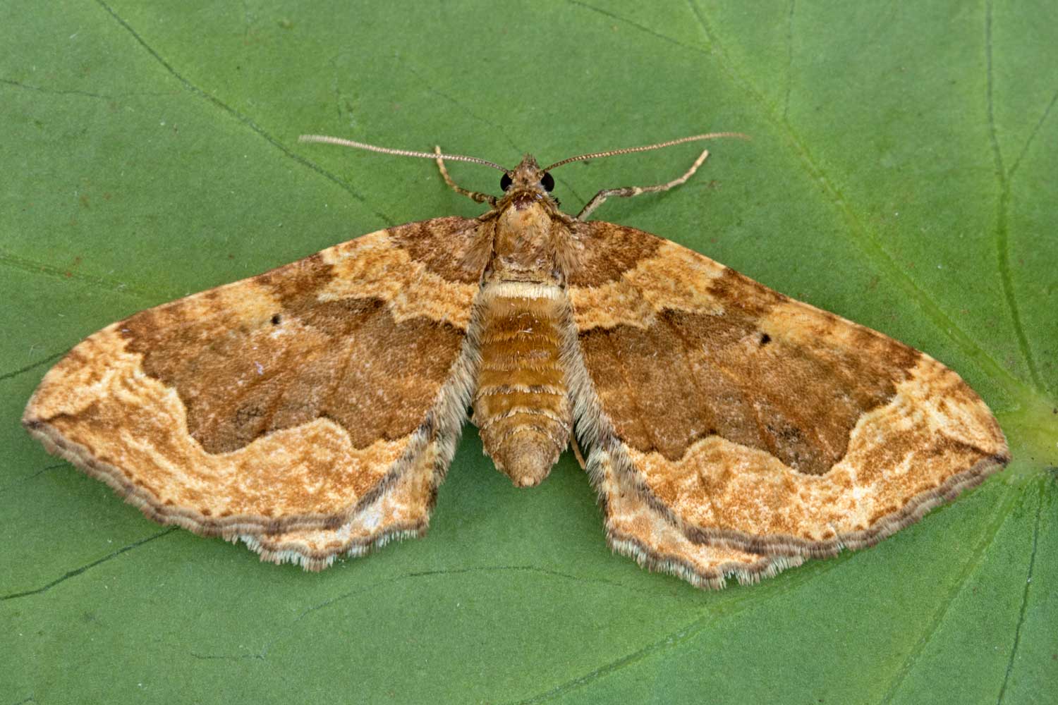 Moths of Boughton-under-Blean
