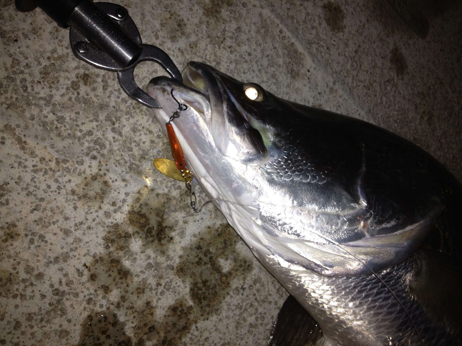 Max Fishing Dairy: Smith Seabat 78s
